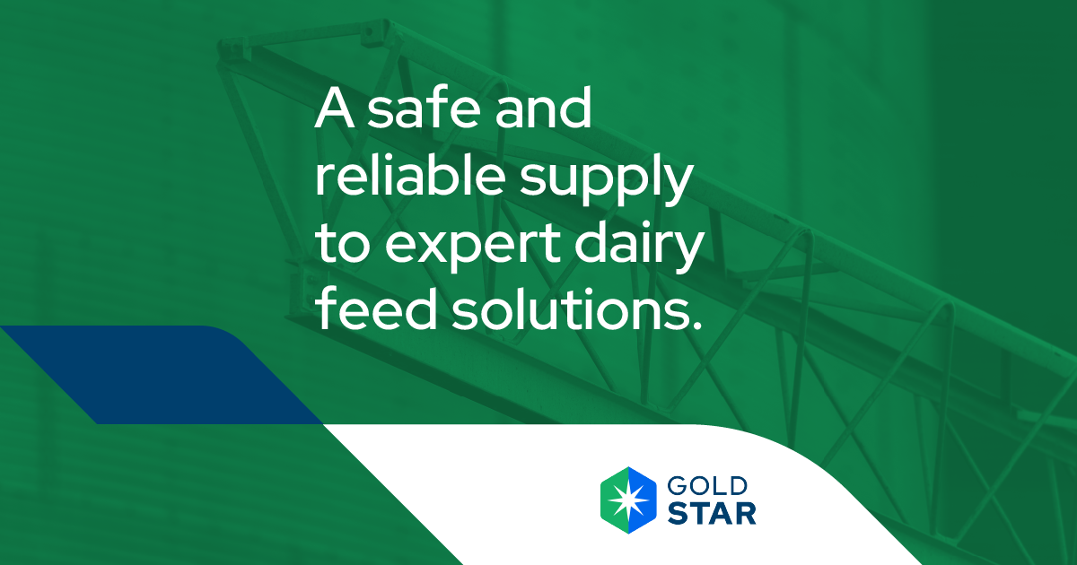 What we do - Gold Star